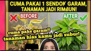 Tanaman Wijaya Kusuma Kepiting Merah Mau Rimbun? Ini Cara Rawatnya Biar ...