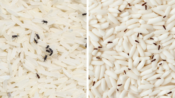Basmi Kutu Beras dengan 3 Langkah Mudah dan Cepat, Dijamin Ampuh ...