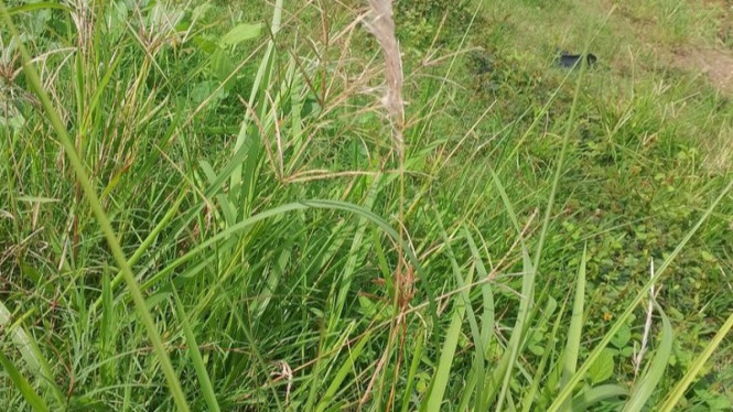 Rumput Liar Dilibas Habis Sampai ke Akar Tanpa Kimia!, Cuma Modal 4 ...