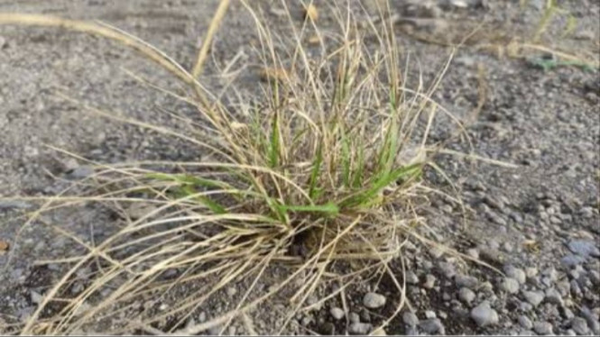 Bosen Lihat Rumput Liar di Pekarangan Rumah? Basmi dengan Garam, Mudah ...