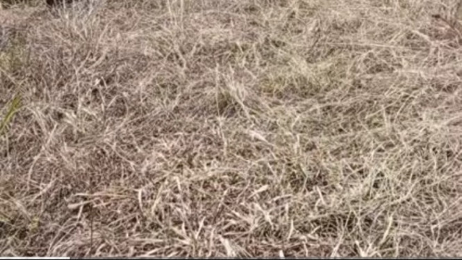 Jangankan Rumput Ilalang, Pohon Pisang Pun Layu, Gini Cara Buat ...