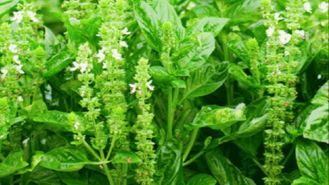 Cara Super Cepat Menanam Kemangi Tanpa Biji, Tumbuh Subur dengah Daun Segar