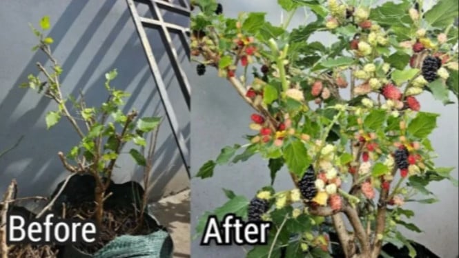 Cuma 30 Hari, Pohon Murbei Kecil Bisa Berbuah Lebat! Begini Cara Merawatnya