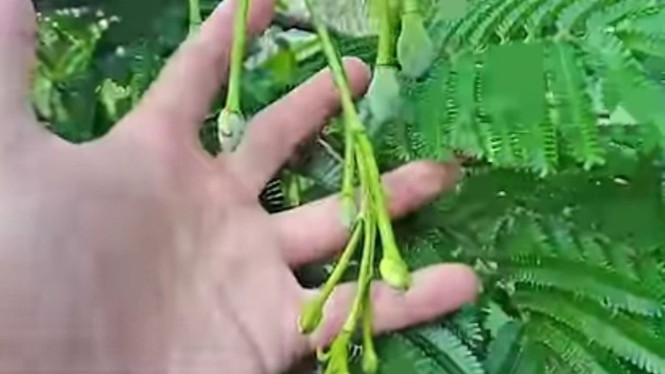 Cara Mudah Mempercepat Tanaman yang Sulit Berbuah, Hasil Terlihat dalam 15 Hari
