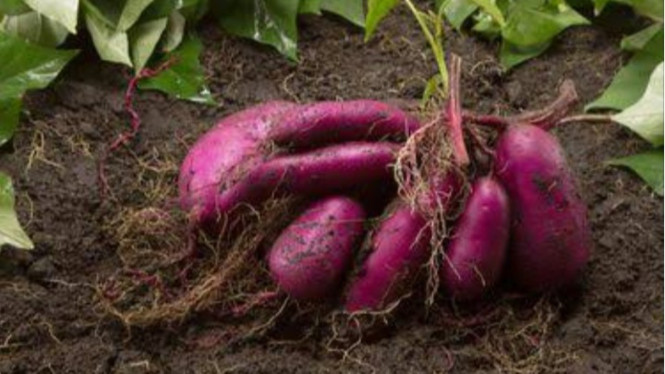 Simple dan Mudah! Begini Cara Menanam Ubi Jalar Agar Berbuah Banyak