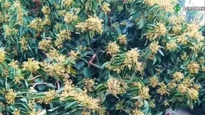 Rahasia Tanaman Alpukat Cepat Berbunga Meski Pohon Pendek, Mudah ...