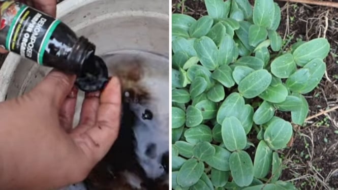 Campur Kompos dan Tanah Bekas Polibag? Hasilnya Bikin Melongo, Labu ...