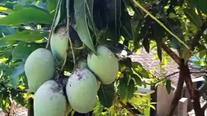 Pohon Mangga Susah Berbuah? Coba Pakai Cara Ini, Modal Obat Sakit Kepada dan Garam Dapur