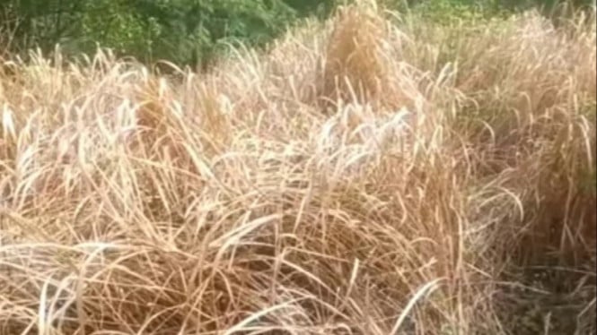 Rumput Liar Mati sampai ke Akar-akarnya, Cuma Modal Garam Dapur, Coba Yuk!