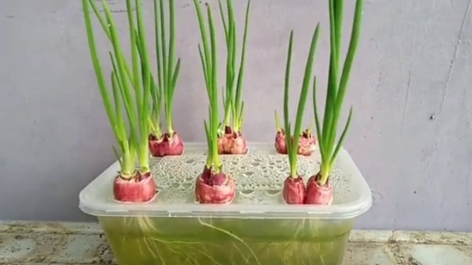 Cara Mudah Menanam Daun Bawang di Rumah, 15 Hari Bisa Panen!