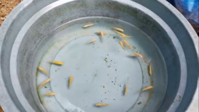 Mau Ternak Gurami? Ini 3 Faktor Penting Agar Bibit Ikan Gurami Cepat Besar
