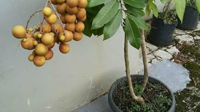 Lengkeng Bisa Panen Setiap Saat! Ini Trik Gampang Bikin Buah Nongol ...