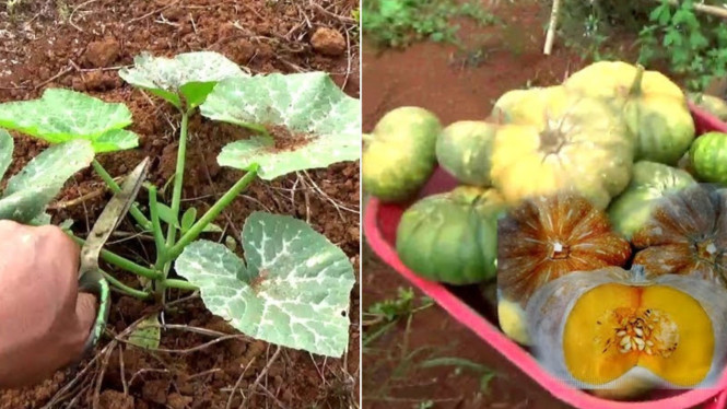 Mau Labu Kuning Berbuah Deras? Lakukan Teknik Ini Sebelum Tanaman Terlambat Tumbuh!