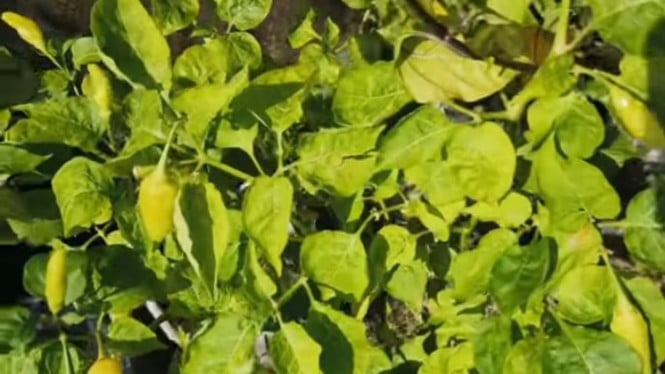 Daun Cabai Menguning, Rontok, atau Layu? Ini Penyebab dan Solusinya