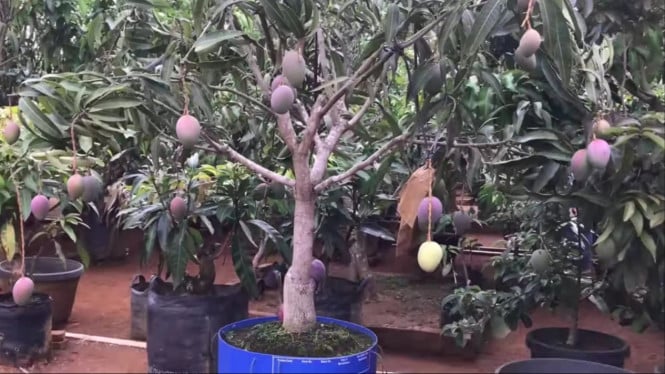 Inilah Rahasia Membuat Tanaman Buah Mangga dalam Pot Berbuah Lebat!