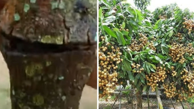 Gak Masuk Akal! Cuma Dililit Kawat, Pohon Kelengkeng yang Mandul ...