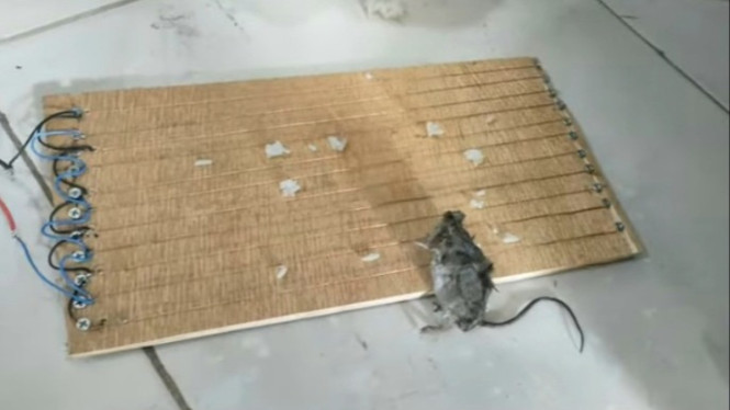 Cara Membuat Alat Jebakan Tikus dari Bahan Sehari-Hari, Tanpa Racun ...