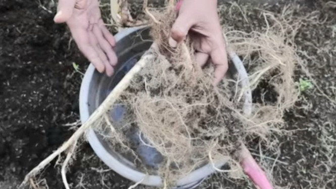 Sering Dianggap Gulma, Ini Manfaat Akar Boroco, Bikin Tanaman Kuat ...