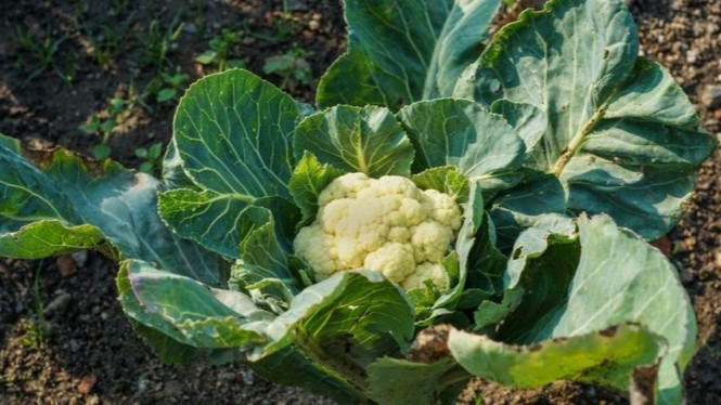 Panen Lebih Cepat! Trik Praktis Tanam Bunga Kol Cuma Potong Tunas!