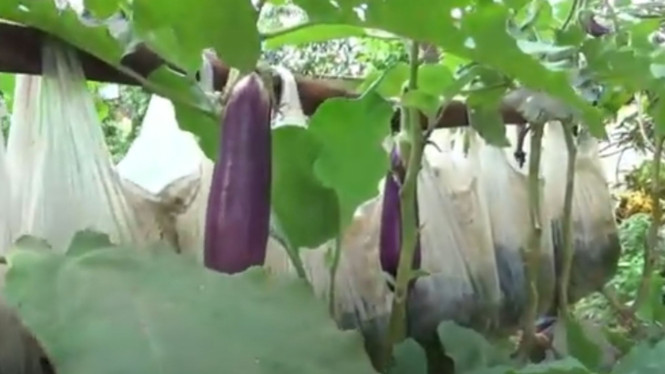Lahan Sempit Bukan Masalah! Ini Cara Mudah Tanam Terung Ungu Pakai ...