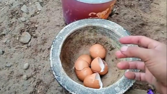 Pupuk Alami Ini Cuma Modal 3 Bahan Saja, Tanaman Jadi Cepat Berbunga ...