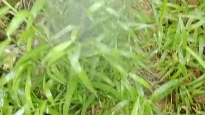 Tips Basmi Rumput Liar Agar Tidak Tumbuh Lagi untuk Selama-lamanya ...