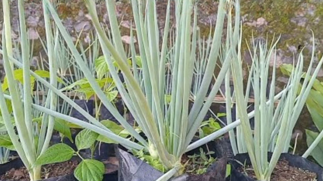 Simple Bangat! Ini Tips Sederhana Menanam Daun Bawang Agar Tumbuh Subur ...
