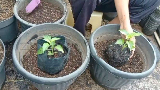 Panen Melimpah! Sukses Tanam Cabe Rawit di Pot dari Biji Dapur, Hemat ...