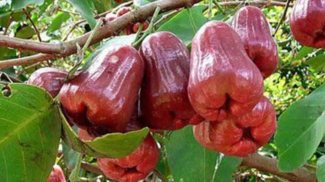 Cara Praktis Mengatasi Buah Berulat dan Busuk Akibat Hama Lalat Buah