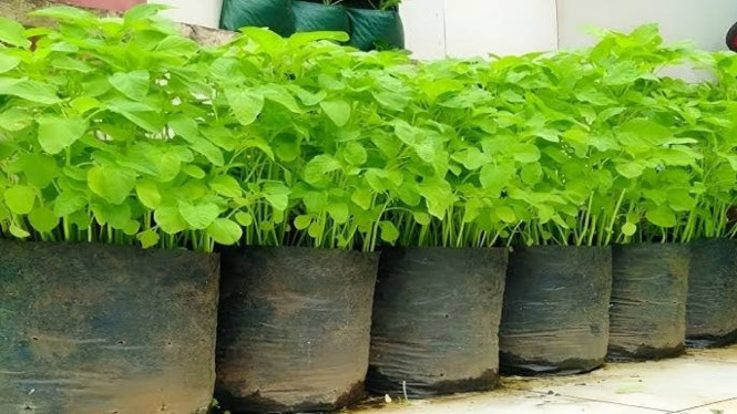 15 Hari Panen! Ini Cara Cepat Menanam Bayam di Polybag dari Biji Hingga ...
