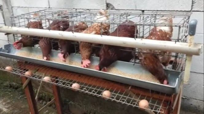 Ternak Ayam Petelur Skala Rumahan: Modal 6 Ekor, Ini Perhitungan Untungnya