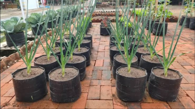 Tips Mudah Merawat Tanaman Daun Bawang Prei Agar Tidak Busuk, Segar ...