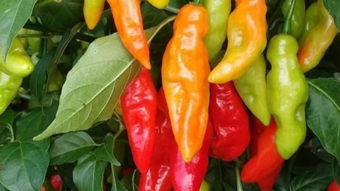 4 Hal yang Harus Kamu Perhatikan Sebelum Menanam Pohon Cabai: Agar ...