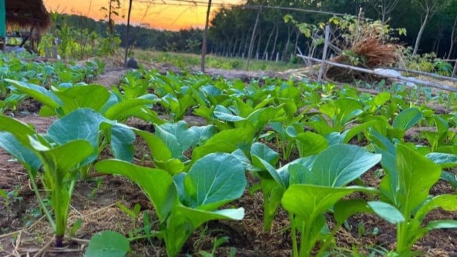 Mau Tanaman Tetap Subur Tanpa Air? Coba Pakai Trik dan Bahan Ini
