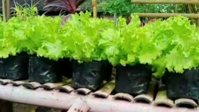 Dari Biji ke Meja! Cukup Tunggu 20 Hari, Selada Segar di Polybag Bisa ...