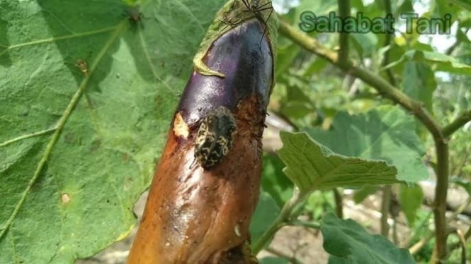 Cara Ampuh Mengatasi Busuk Terong di Pohon, Mudah dan Murah!