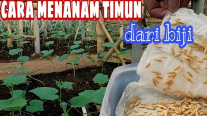 Anti Gagal! Ini Cara Menanam Timun dari Nol, Mudah Bagi Pemula