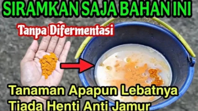Tanpa Fermentasi! Pakai POC dari Micin dan Garam, Tanaman Sehat dan ...