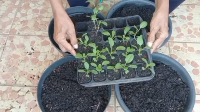 Cara Mudah Menanam Sawi di Pot: Panduan Praktis untuk Pemula agar Panen Melimpah di Rumah!