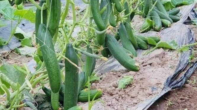 Praktis, Begini Cara Menanam Timun Lalap di Rumah: Tanpa Rambat, Buahnya Tetap Banyak!