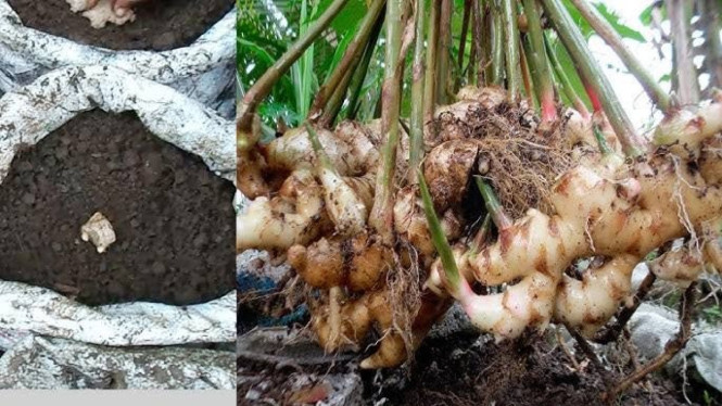Tips Menanam Jahe Agar Hasil Melimpah dan Untung Banyak, Siapapun Harus ...