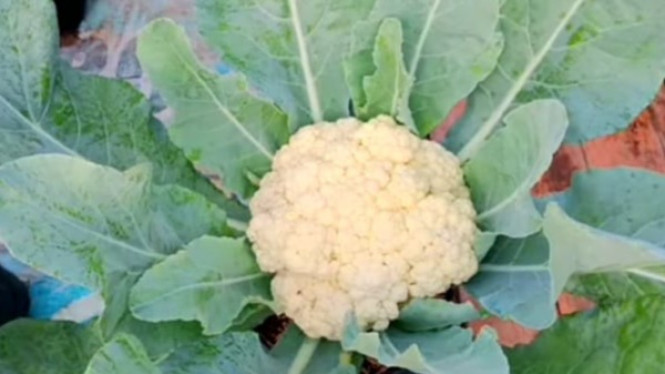 Gak Perlu Lahan Luas, Ini Trik Sakti Biar Bunga Kol Tumbuh Subur di ...