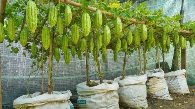 Super Gampang, Begini Cara Menanam Pare dari Benih Agar Subur dan ...