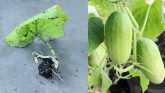 Coba Bun, Cara Menanam Timun Mini dari Daunnya Saja, Bukan dari Biji!