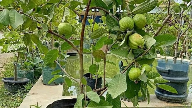 Tips Menanam Jambu Kristal Agar Terbebas dari Hama, Auto Panen ...