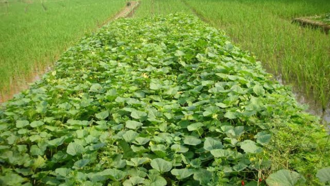 Rahasia Menanam Timun Tumbuh Subur Tanpa Olah Tanah, Praktis dan Mudah!