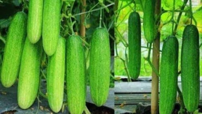 Tips Mudah Agar Tanaman Timun Berbuah Lebat, Cocok Buat Pemula!