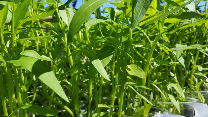 Tanaman yang Dulu Dibenci Petani, Sekarang Genjer Jadi Primadona Sawah ...