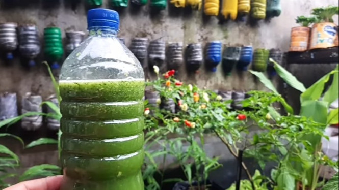 Mudah Dibuat! Pestisida Nabati Ini Ampuh Basmi Hama Sekaligus Usir Tikus