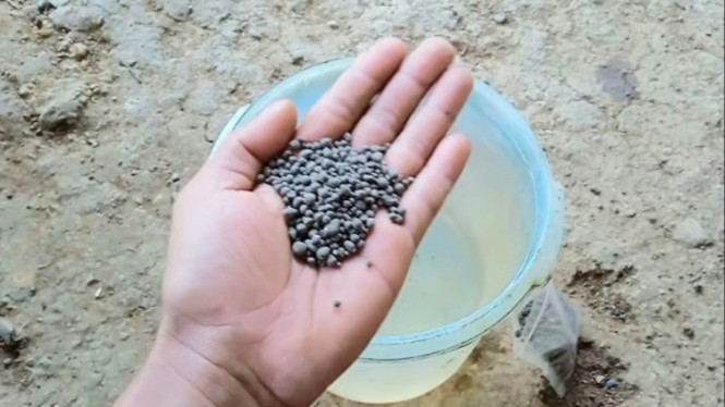 Tanaman Sulit Berbuah? Pakai Pupuk dari Butiran Hitam Ini, Hasil Terlihat dalam 22 Hari!